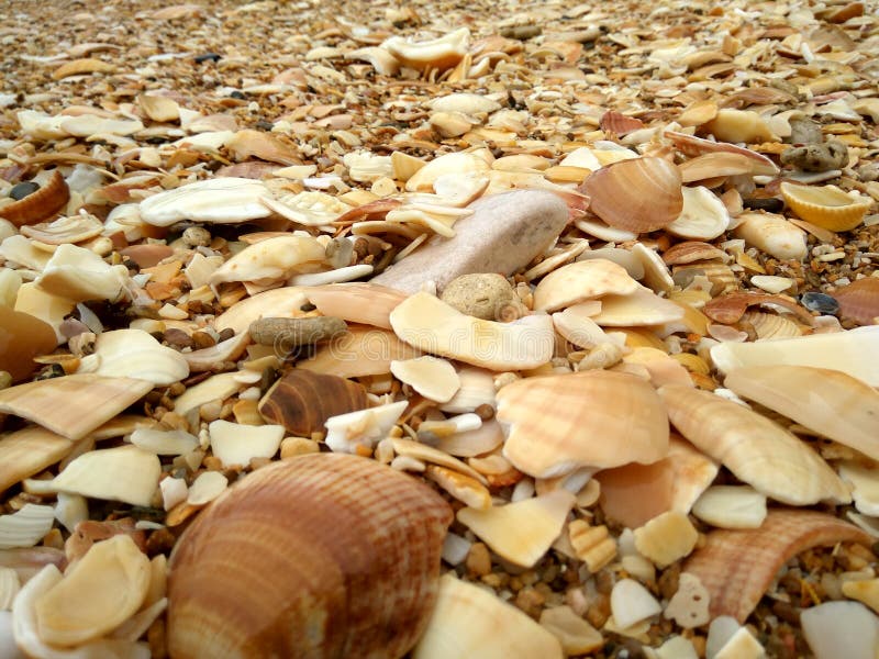 Seashells stock image. Image of beach, summer, seashells - 121215467