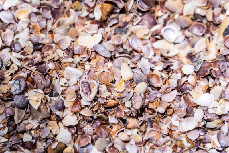 Beach Full of Shells on the Ocean Side Stock Image - Image of abstract ...