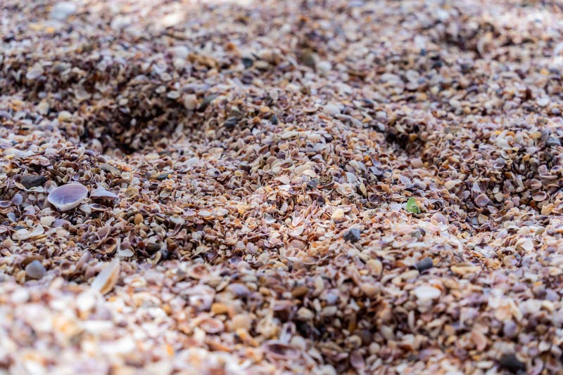 Beach Full of Shells on the Ocean Side Stock Image - Image of shells ...