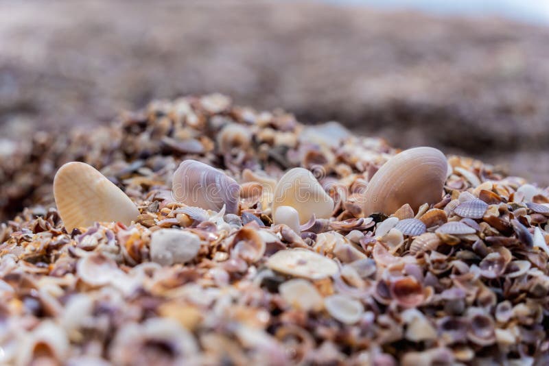 Beach Full of Shells on the Ocean Side Stock Image - Image of design ...