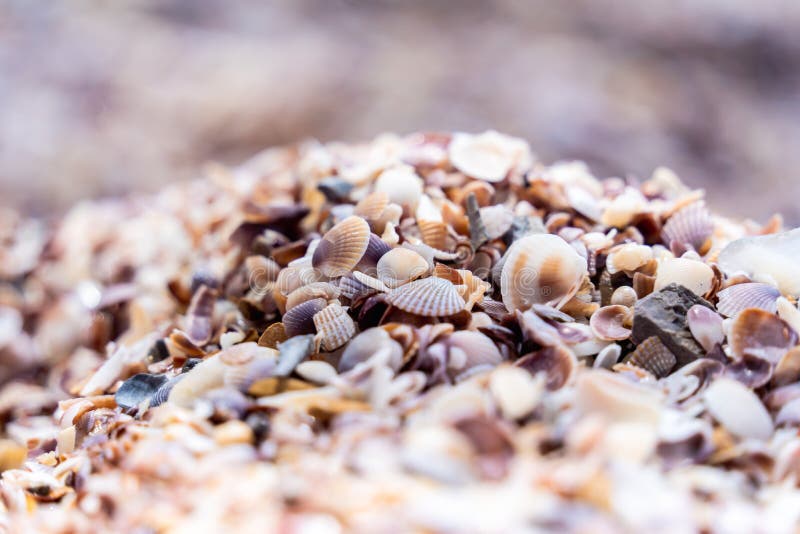 Beach Full of Shells on the Ocean Side Stock Image - Image of white ...