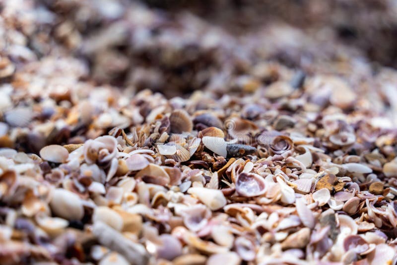 Beach Full of Shells on the Ocean Side Stock Photo - Image of coastline ...