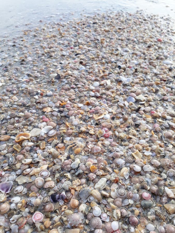 A Beach Full of Tiny Shells Stock Photo - Image of shell, shells: 227298886