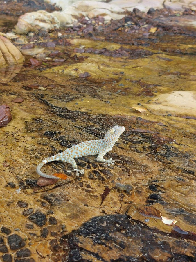 Beach gecko stock photo. Image of accidentally, gecko - 262889314