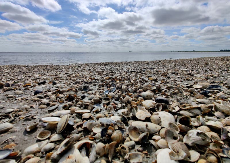 Beach in Germany Full of Mussels with a Cloudscape in the Background ...