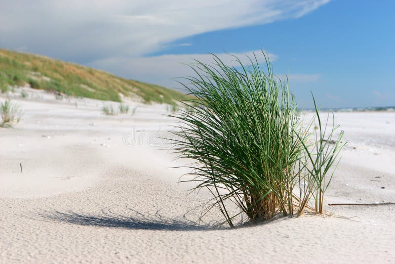 Beach grass stock image. Image of beach, flora, white - 5986451