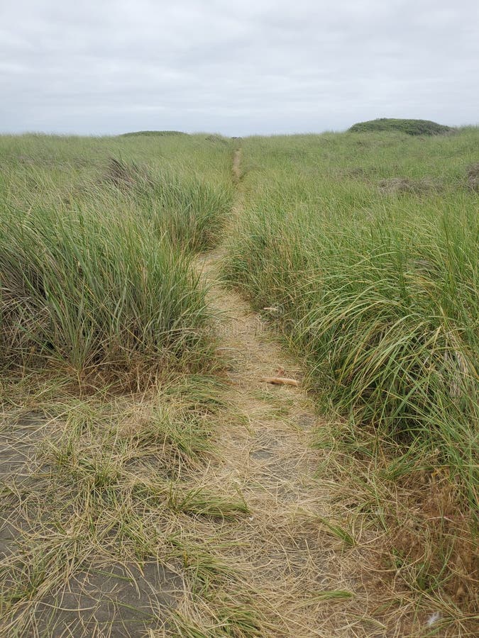 Beach Grass with Beautiful Beautiful Walking Path Stock Image - Image ...