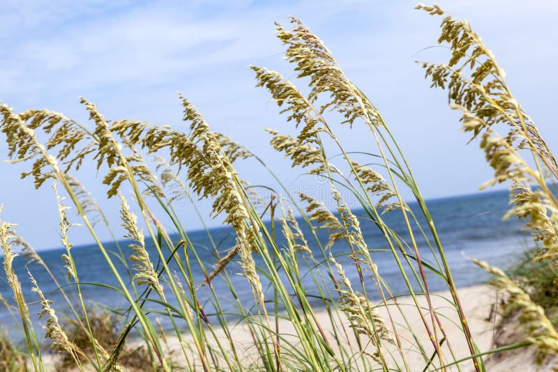 Beach grass stock image. Image of clouds, grass, green - 27639537