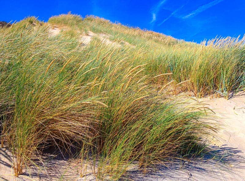 Beach Grass stock image. Image of grass, resort, dune - 57588009