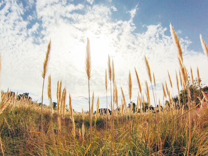 Beach grass stock photo. Image of coast, grass, beach - 42963076
