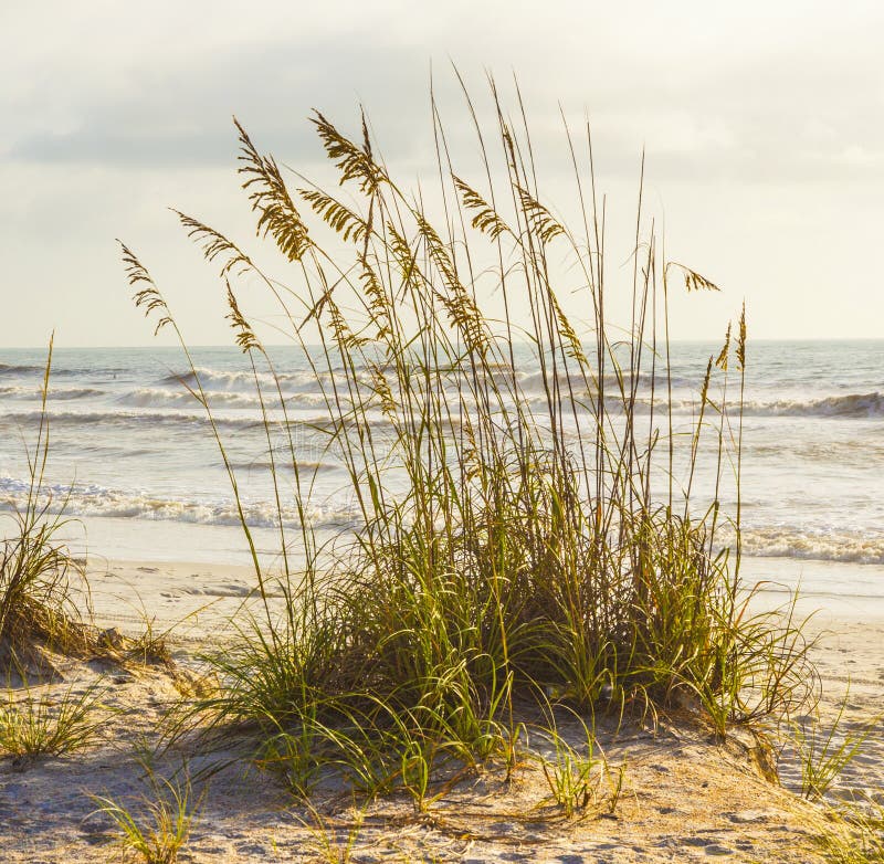 Beach Grass in Front of the Ocean Stock Image - Image of coast ...