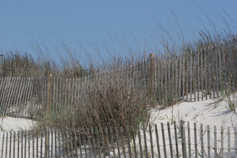 Beach Grass stock photo. Image of carolina, beaches, landscape - 43459918
