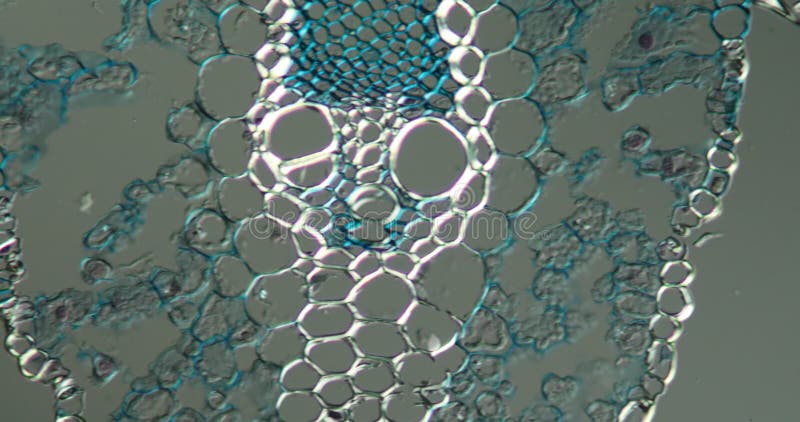 Beach grass leave stock video. Video of green, macro - 206755003