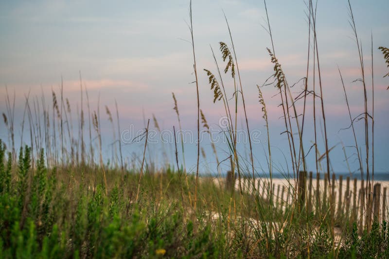 Beach Grass Along Highway 30A Stock Photo - Image of pensacola, grass ...