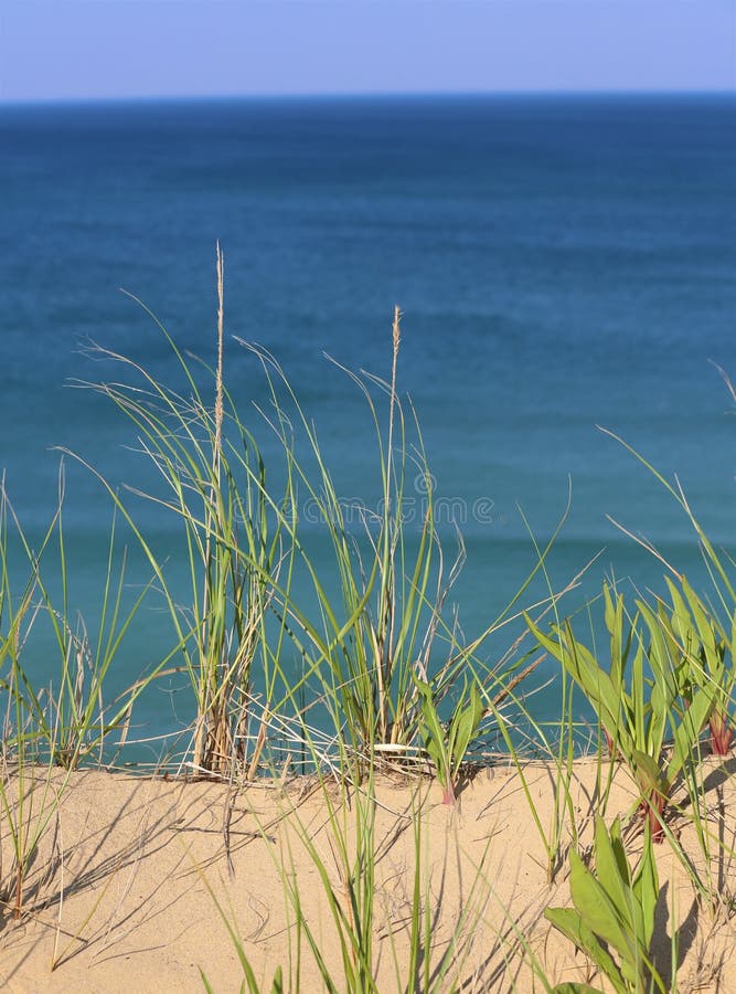 Beach Grass at the Ocean stock photo. Image of aerial - 163405234