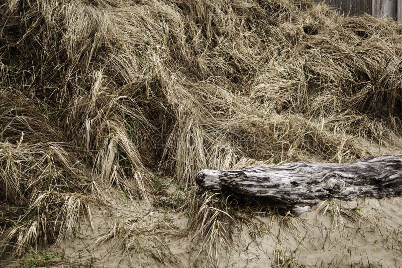 Beach Grass stock photo. Image of seascape, grass, wood - 46932996