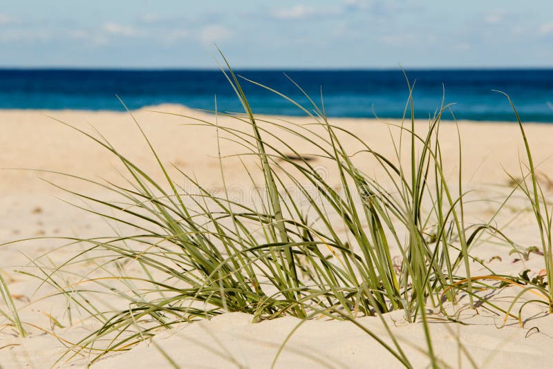 Grass and Sand Dunes stock photo. Image of america, warren - 77637194
