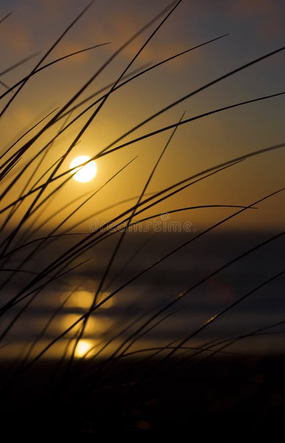 Beach Grass Silhouette at Sunset Stock Image - Image of dawn ...