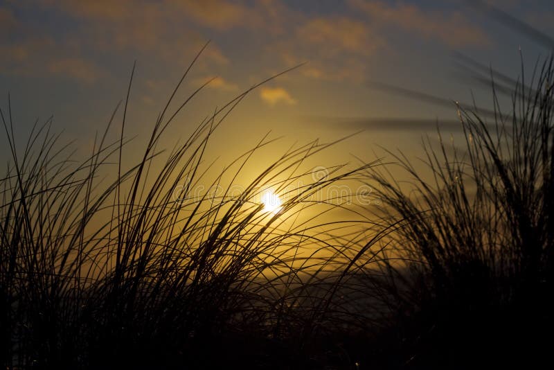 Beach Grass Silhouette at Sunset Stock Photo - Image of evening, lake ...
