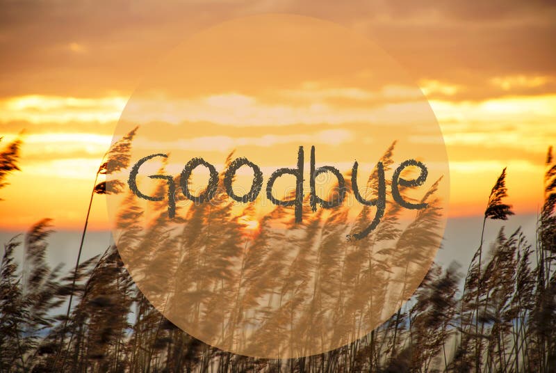 Beach Grass at Sunrise or Sunset, Text Goodbye Stock Photo - Image of ...