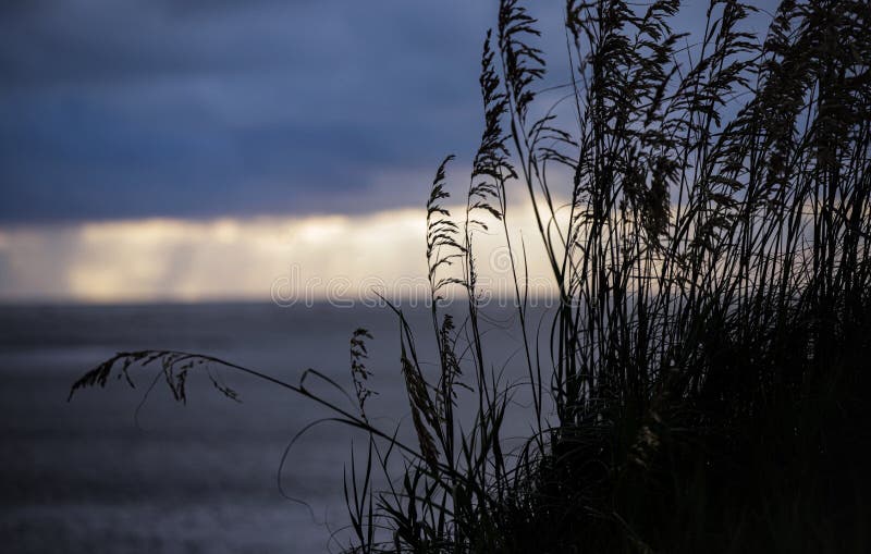 Beach grass with sunset stock photo. Image of sunset - 175253394