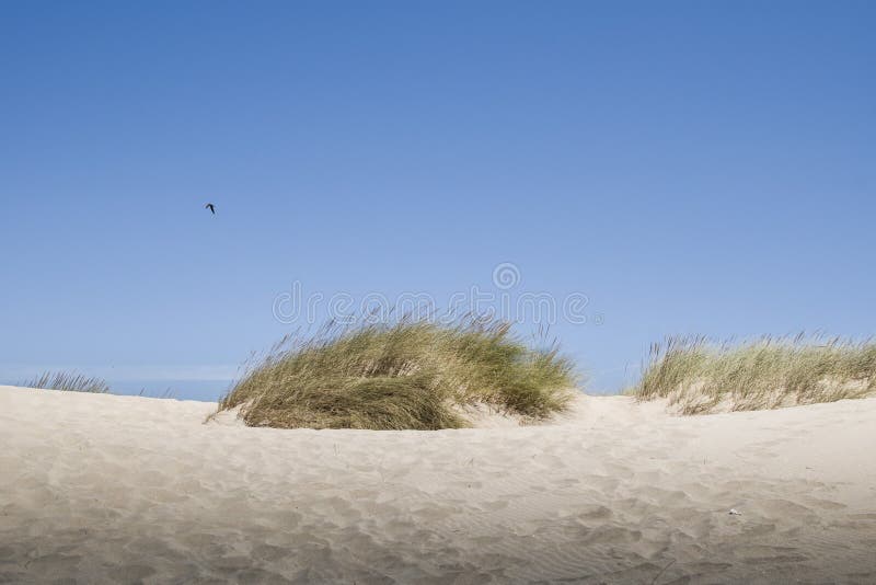 Beach with grassy dunes stock image. Image of wave, coastline - 193126585