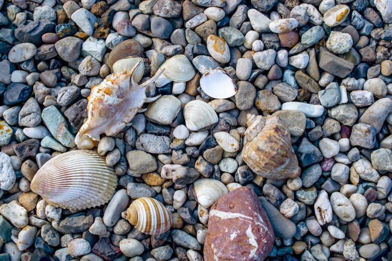Beach with Gray Pebbles and Old Shells Stock Image - Image of rest ...