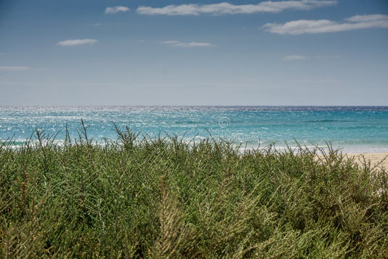 Beach with green shrubs stock image. Image of travel - 100758551