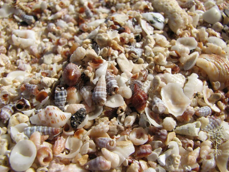 Beach Ground Filled with Shells Stock Image - Image of shells, ground ...