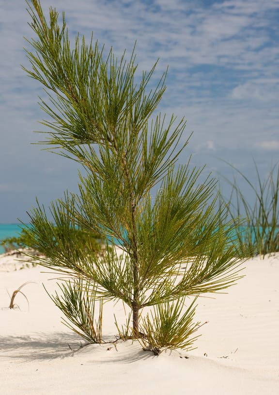 Beach growth stock photo. Image of blue, growing, beach - 4132332