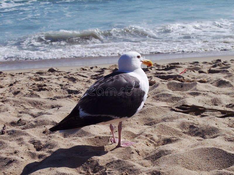 Beach gull stock photo. Image of waves, sand, bird, enjoying - 77330962