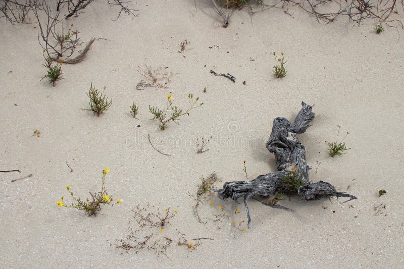 Beach at Hamelin Pool - Shark Bay - Western Australia Stock Image ...