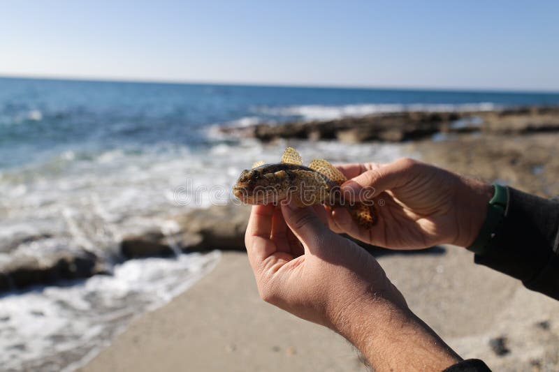Beach hand fish stock photo. Image of catch, blue, nature - 353178936