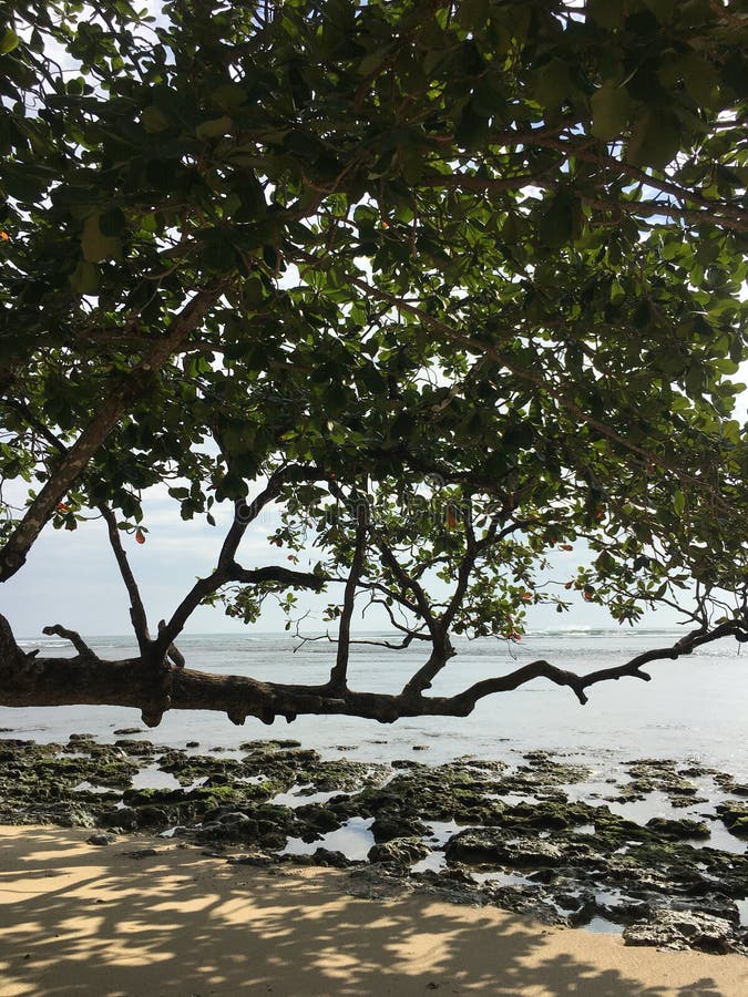 Beach in Java Indonesia stock photo. Image of indonesia - 262148336