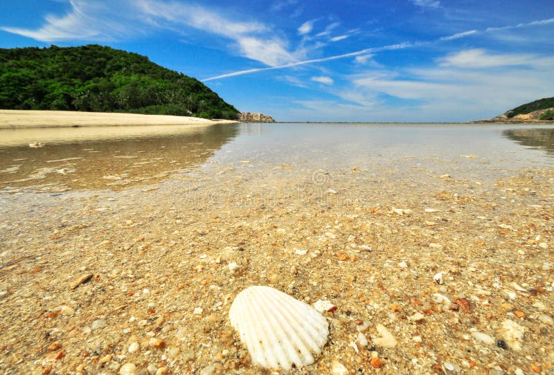 Sea shell, stock photo. Image of peaceful, water, shore - 141214
