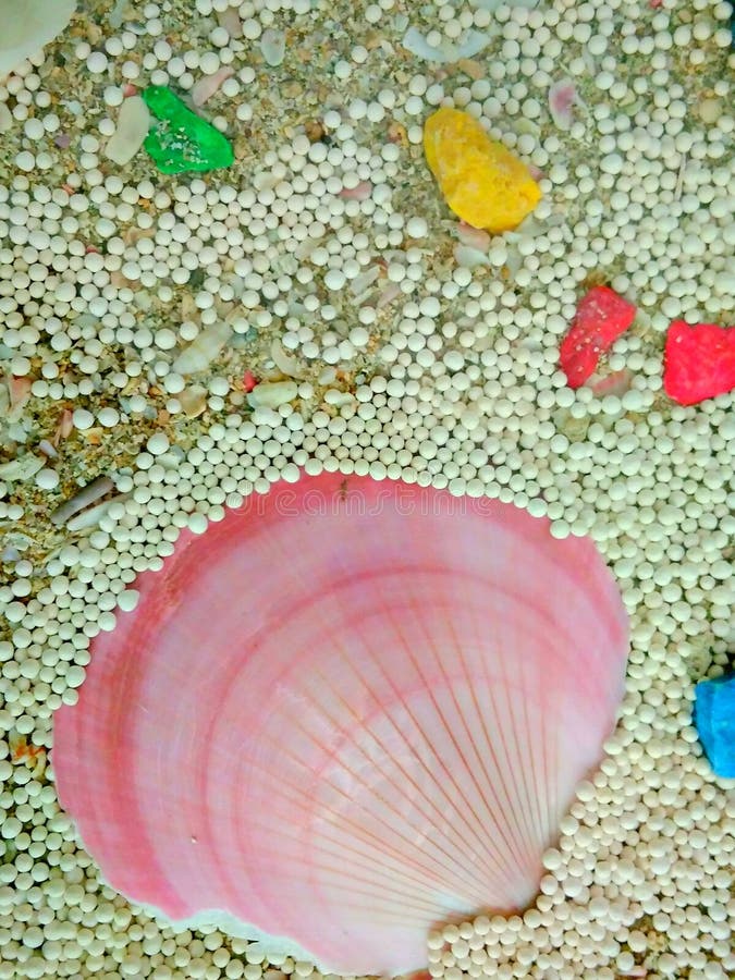 Sea shell stock image. Image of shell, land, lake, beach - 108774697
