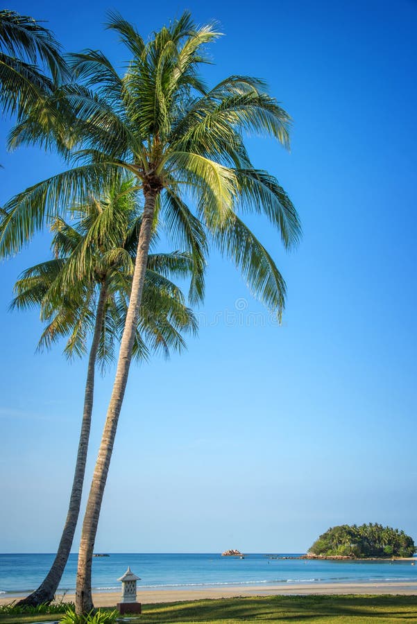 Beach Landscape with Palm Trees Stock Photo - Image of blue, concept ...