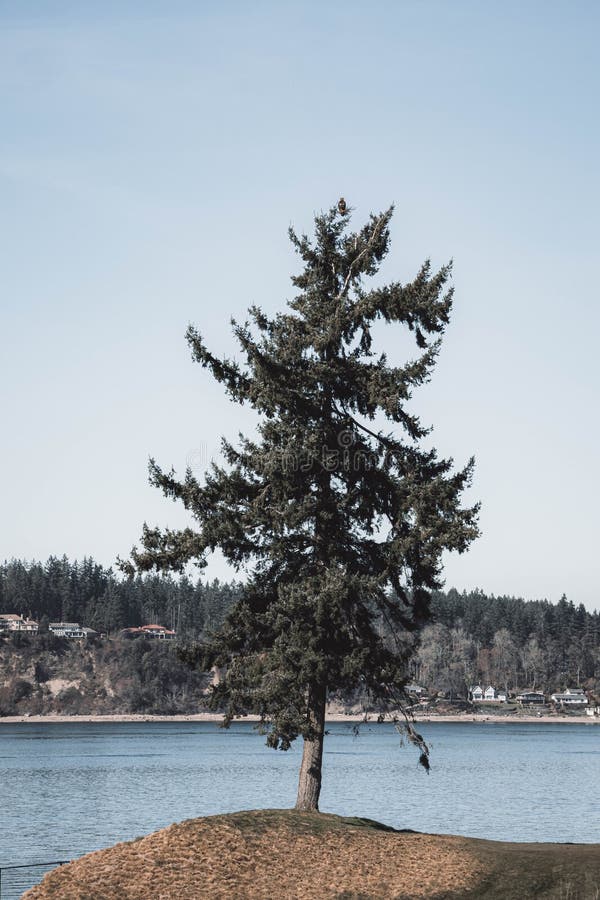 A Large Pine Tree Sits by the Water with a Beach Stock Photo - Image of ...