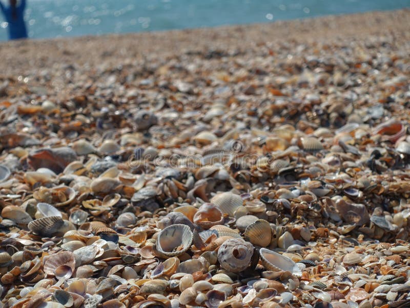 Large Seashells on the Sand Stock Image - Image of vacations, shells ...