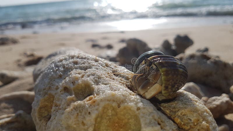 In beach life animals good stock image. Image of beach - 154479805