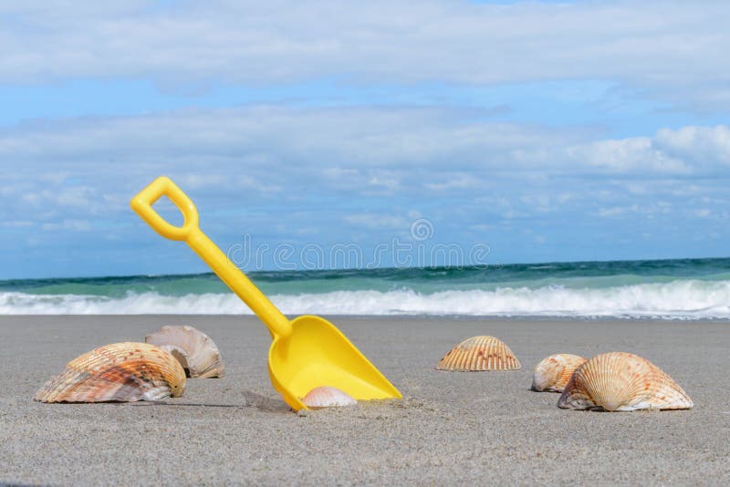 Beach Life stock photo. Image of coast, shell, seashell - 80478240