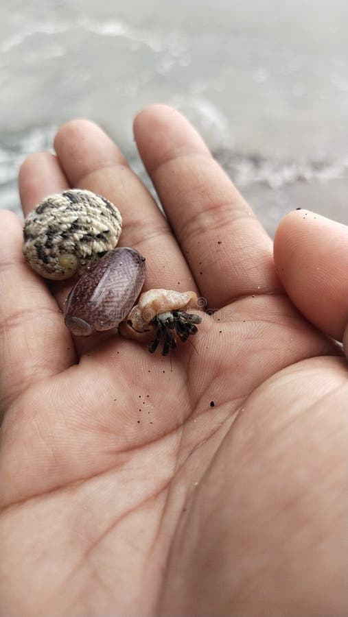 Beach Little Creatures stock photo. Image of leaf, beachlife - 262314604