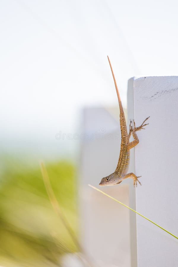 Beach lizard stock image. Image of vertical, summer, aware - 61923041