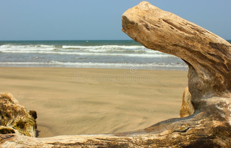 Beach log afternoon stock photo. Image of sand, trees - 51104162
