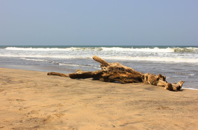 Beach log stock image. Image of landcsape, beautiful - 51103655