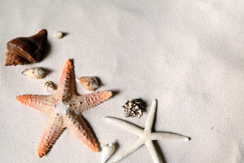 Beach with a Lot of Seashells and Starfish Stock Image - Image of ...