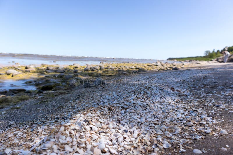 .beach with lots of shells stock image. Image of europe - 371365169
