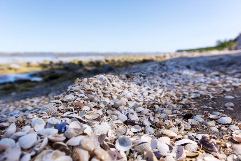 .beach with lots of shells stock image. Image of pebbles - 371365187