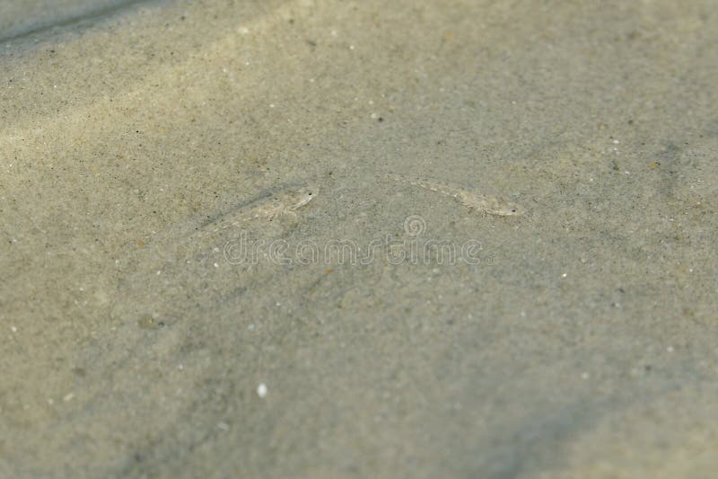Beach at low tide stock photo. Image of wild, marine - 356878148