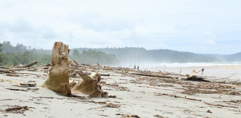 Beach with lumberjacks editorial stock photo. Image of sand - 50077593 Beach with lumberjacks editorial stock photo. Image of sand - 50077593